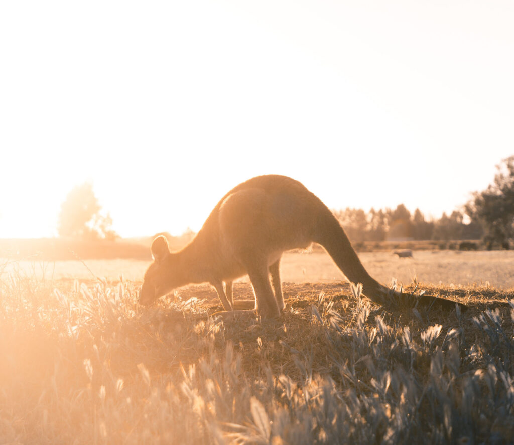 PEC Global Australia – Best educational and visa consultancy for Australia